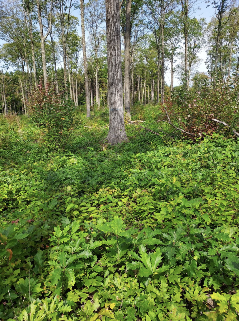 Anticipating the Next Forest: Ecology and Management for Sustaining ...