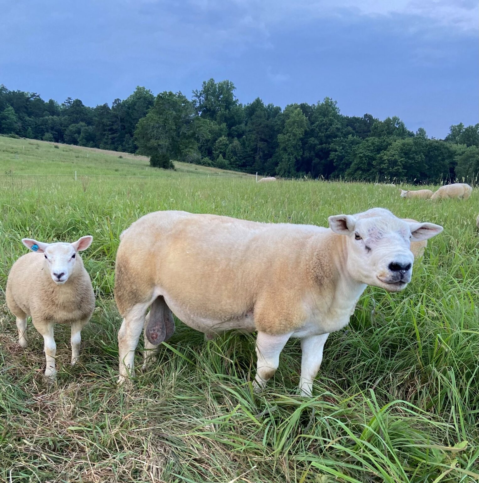 Introduction to Sheep Breeds - Cornell Small Farms