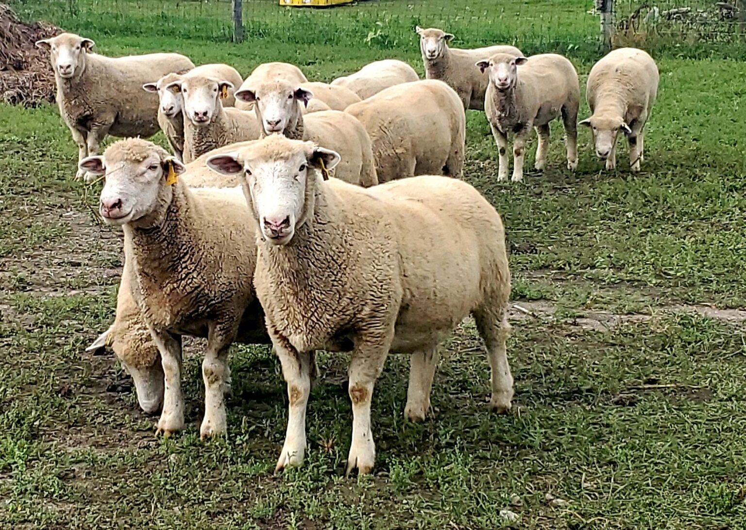 Introduction to Sheep Breeds - Cornell Small Farms