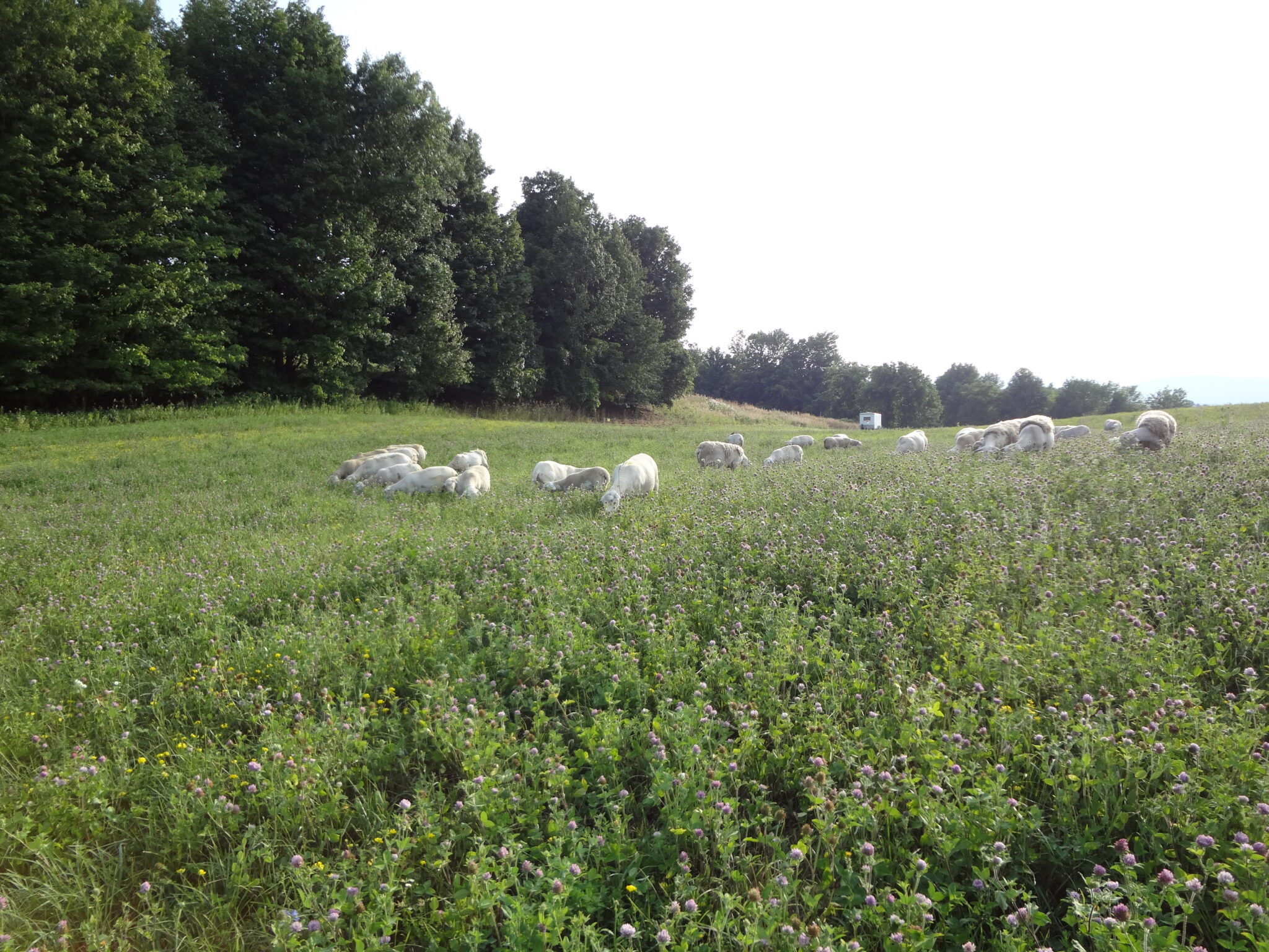 Pasture Mix for Sheep - Cornell Small Farms