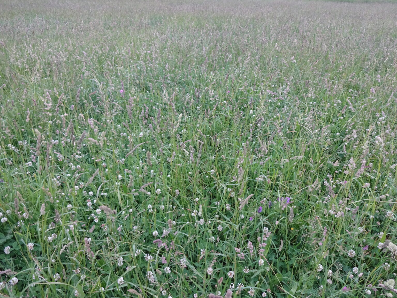Pasture Mix for Sheep - Cornell Small Farms