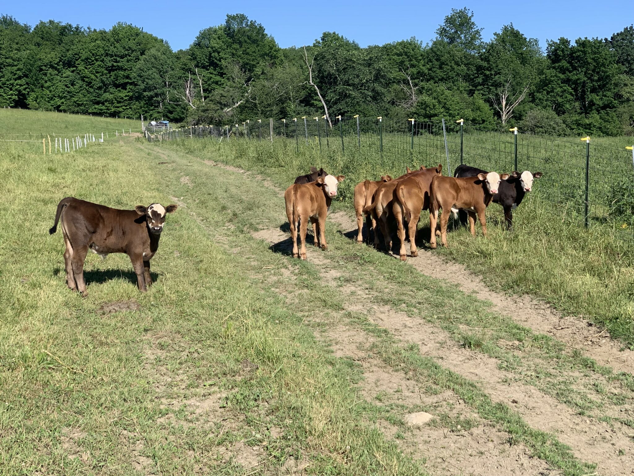 Give Stocker Beef Cattle a Chance - Cornell Small Farms