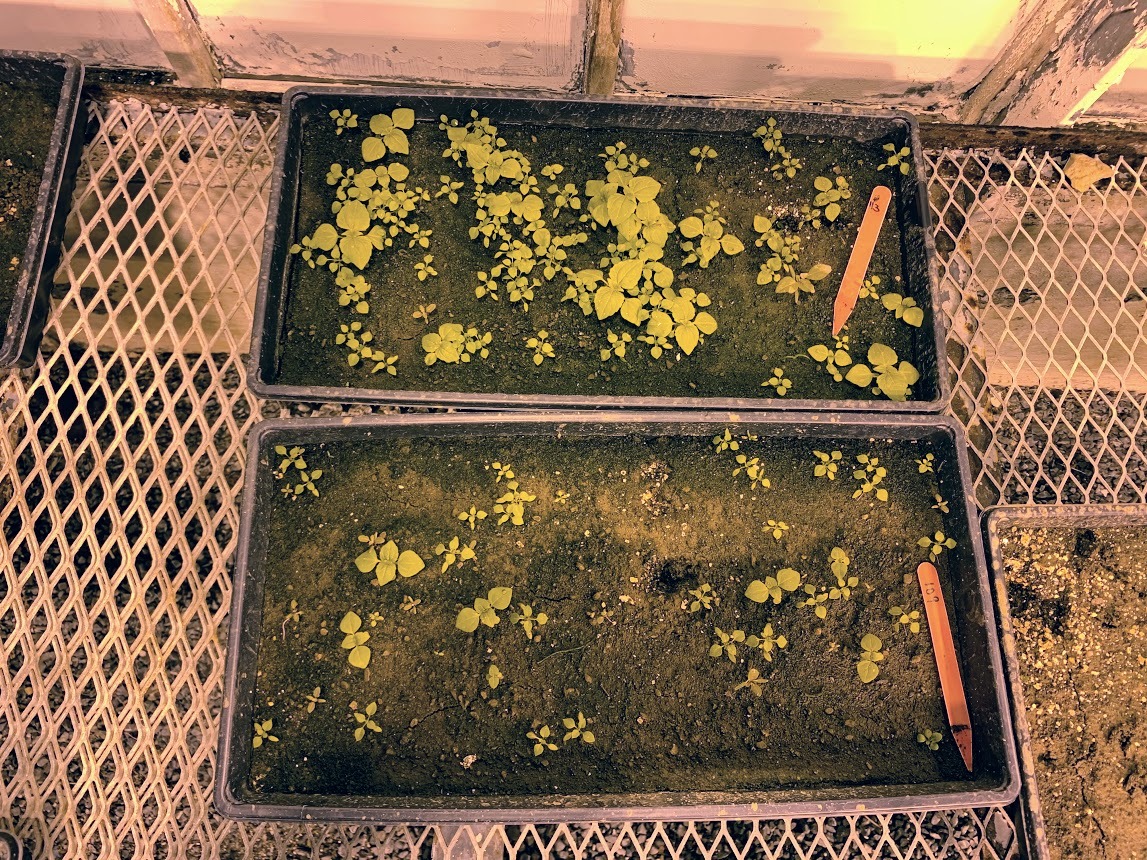 Tarps, Mulch, and Timing: No-Till Tools to Rob the Weed Seedbank ...