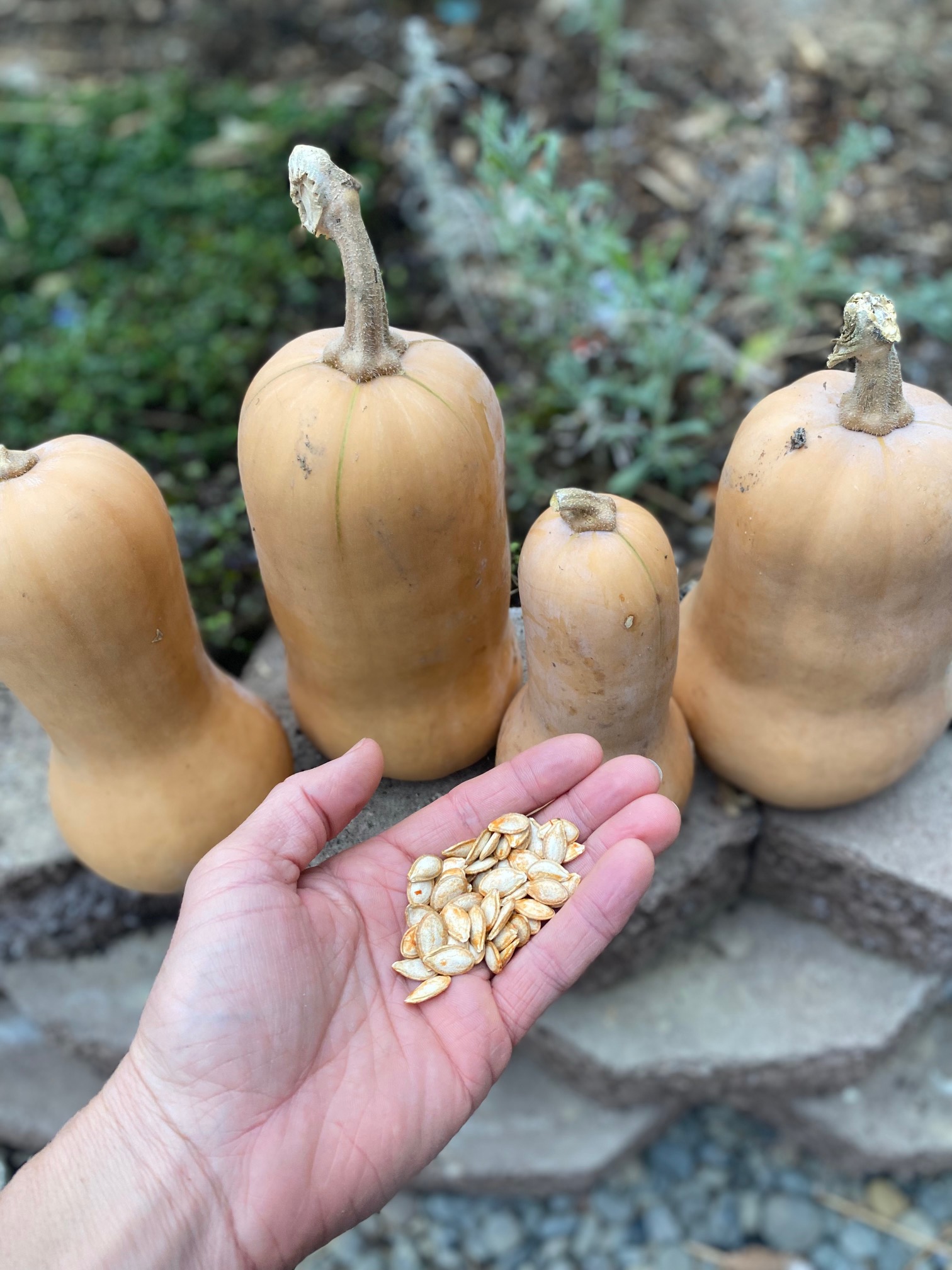 Starting to Save Seeds Intentionally - Cornell Small Farms