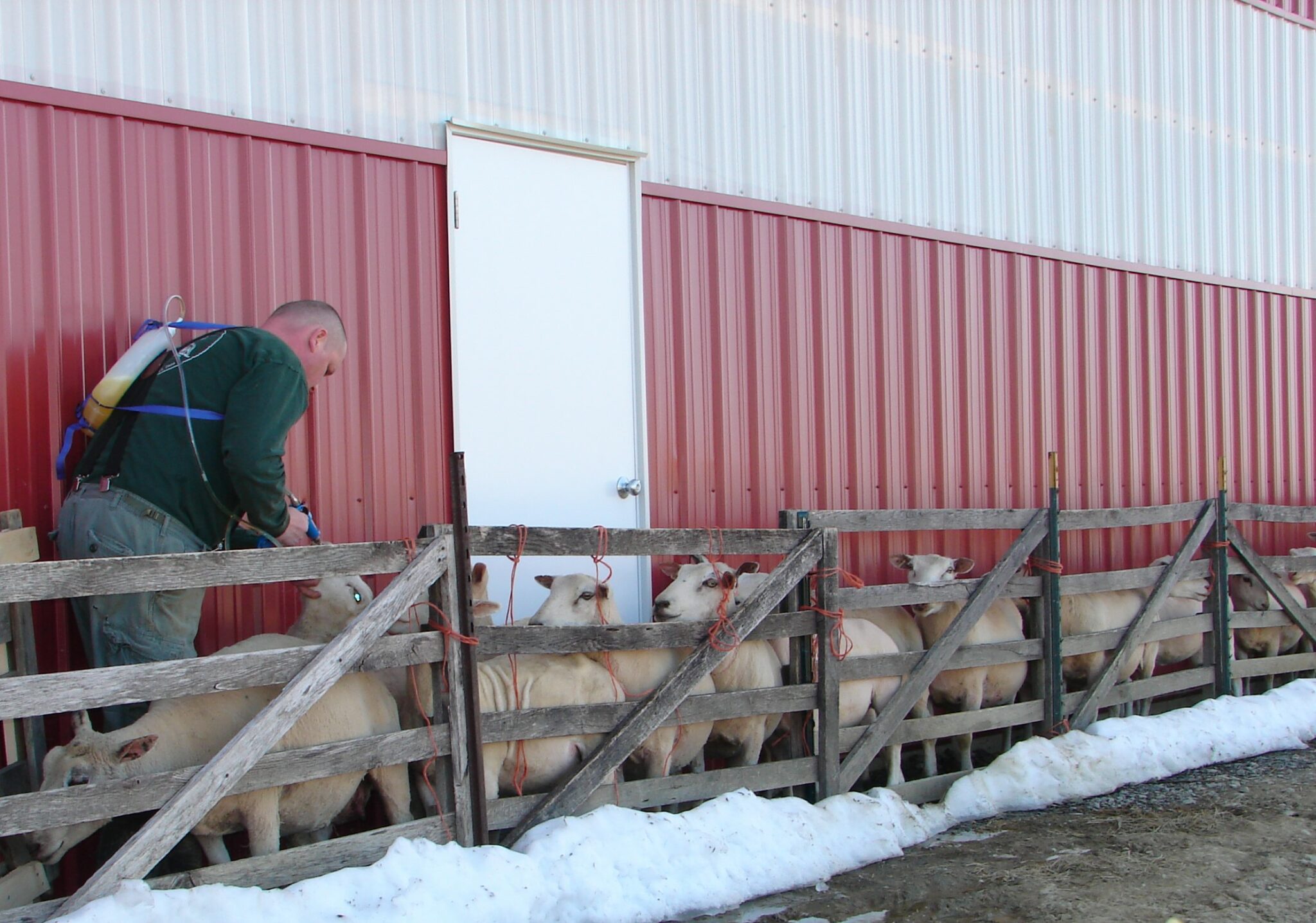 Why Sheep Die - Cornell Small Farms