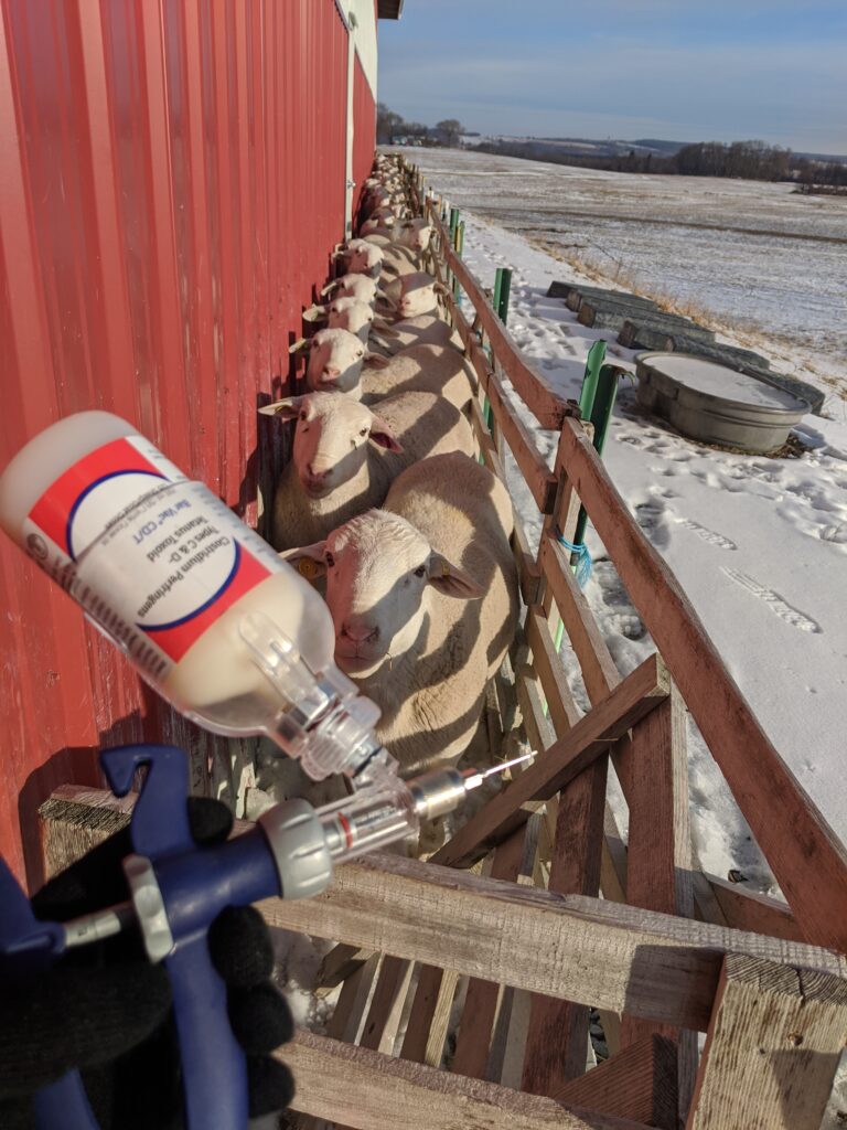 Why Sheep Die - Cornell Small Farms