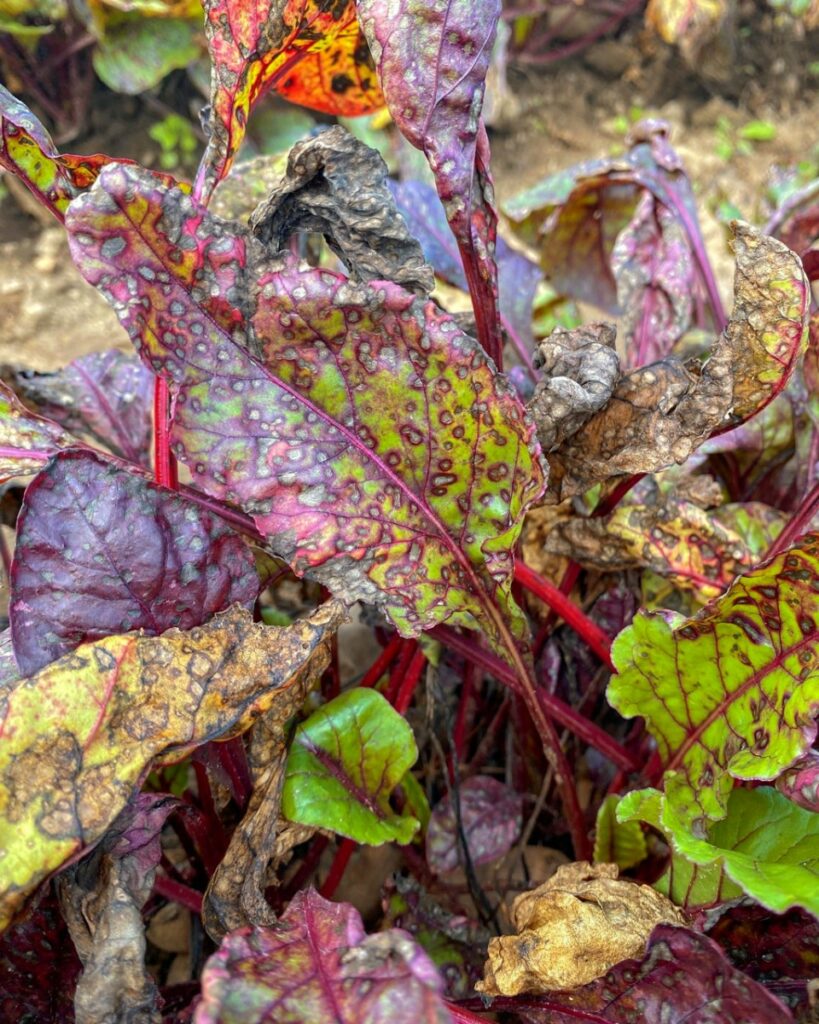UV Light Treats Beet Disease, Combats Fungicide Resistance - Cornell ...