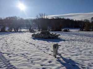 Keeping Sheep Comfortable - Cornell Small Farms