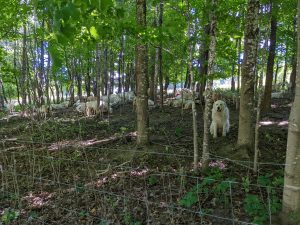 Keeping Sheep Comfortable - Cornell Small Farms