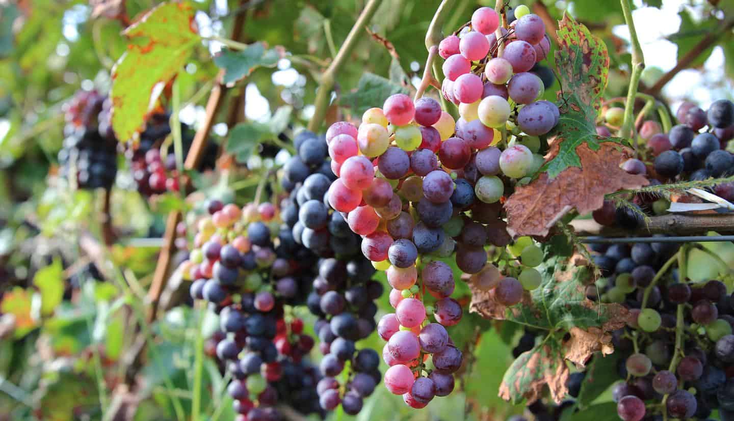 A Cornucopia of Research Supports New York’s Farms and Food Systems ...