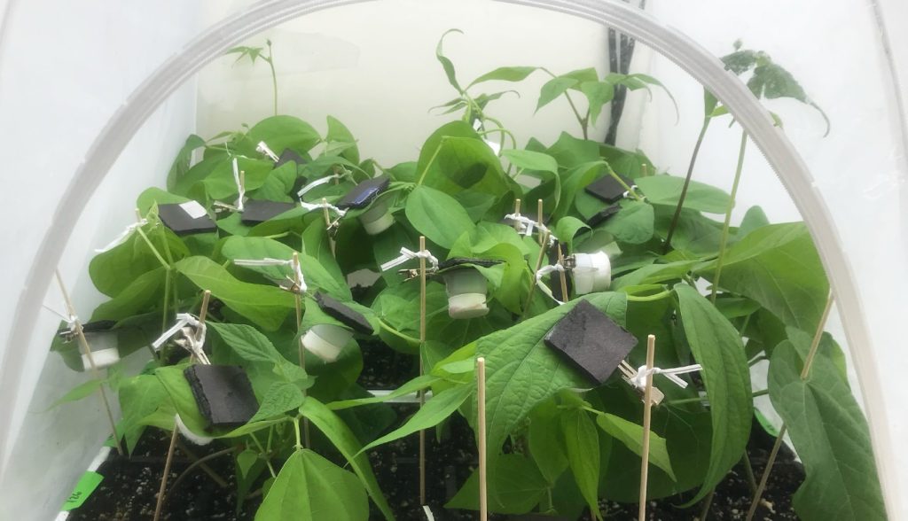 A Cornucopia of Research Supports New York’s Farms and Food Systems ...