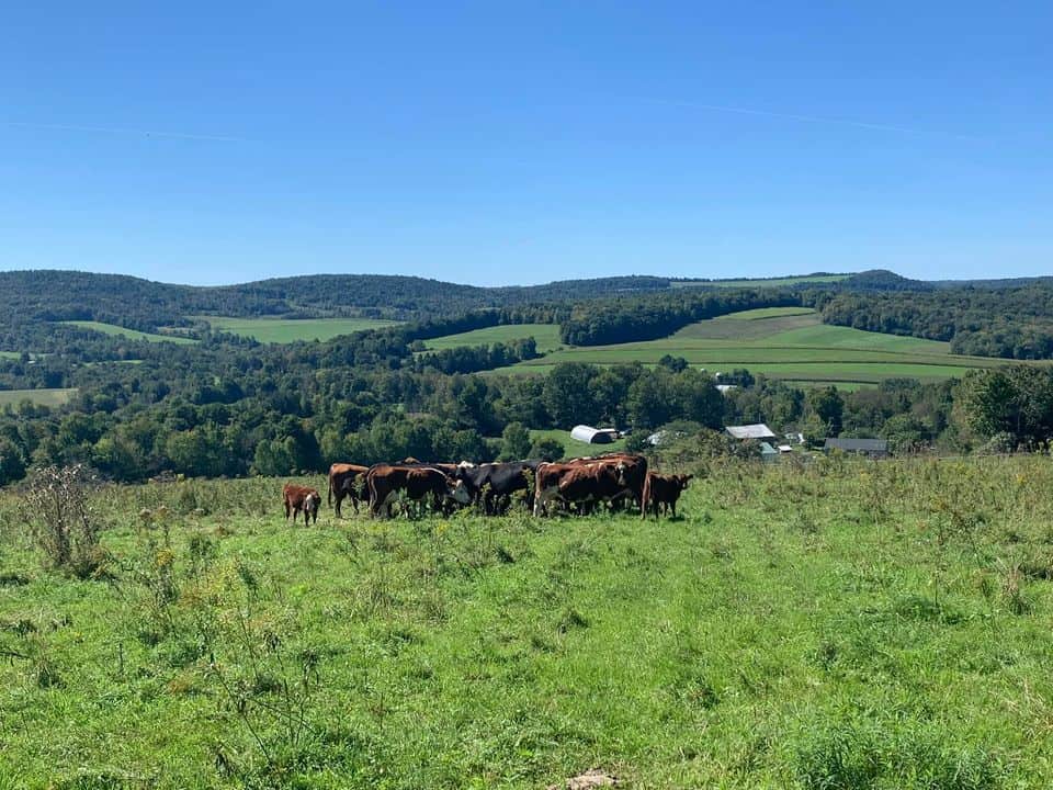Why I Love Grazing - Cornell Small Farms