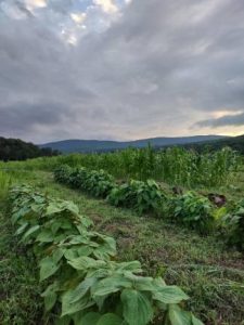 Taking Mom’s Kimchi Mainstream - Cornell Small Farms