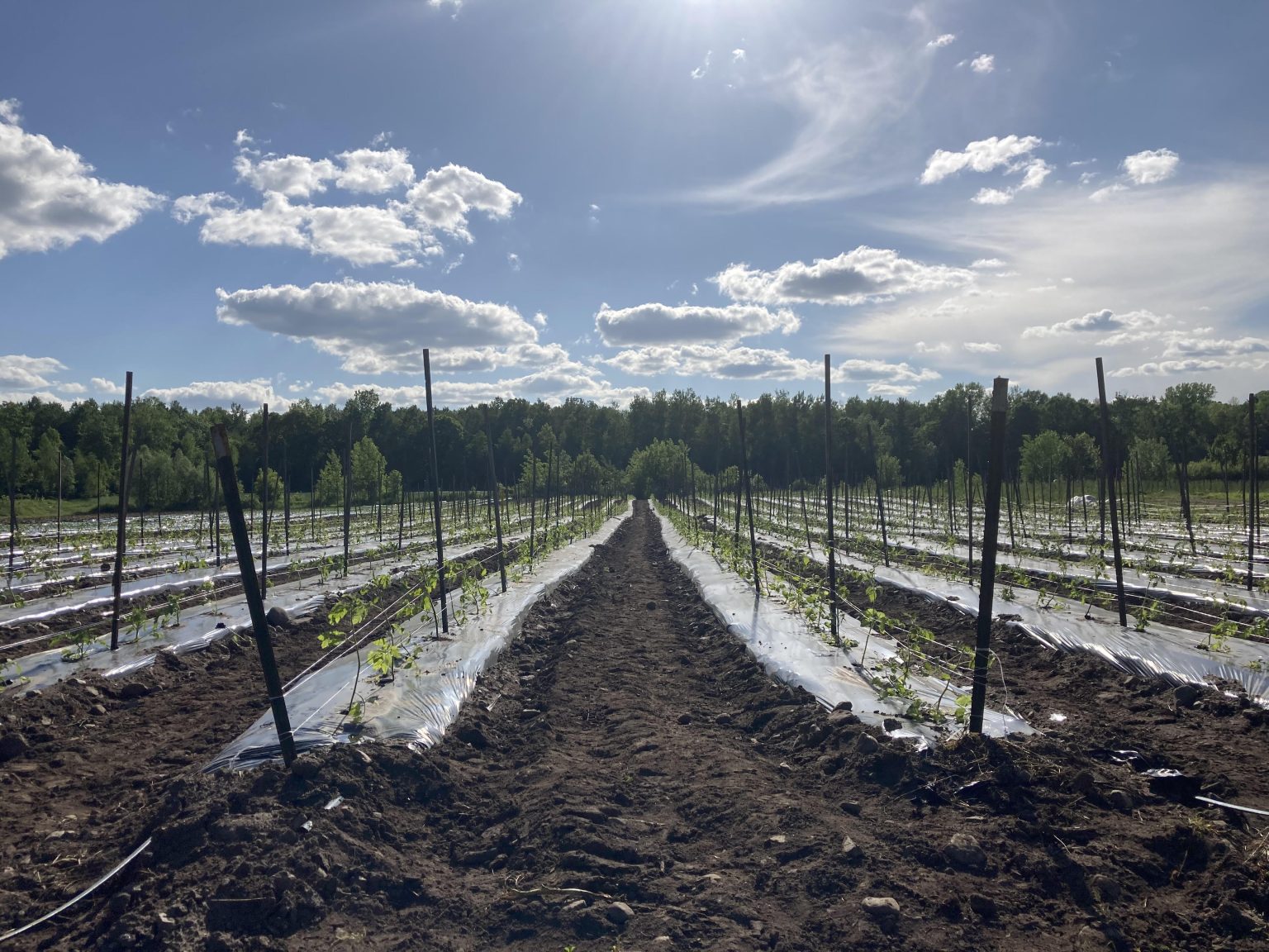 Tomato Poem - Cornell Small Farms