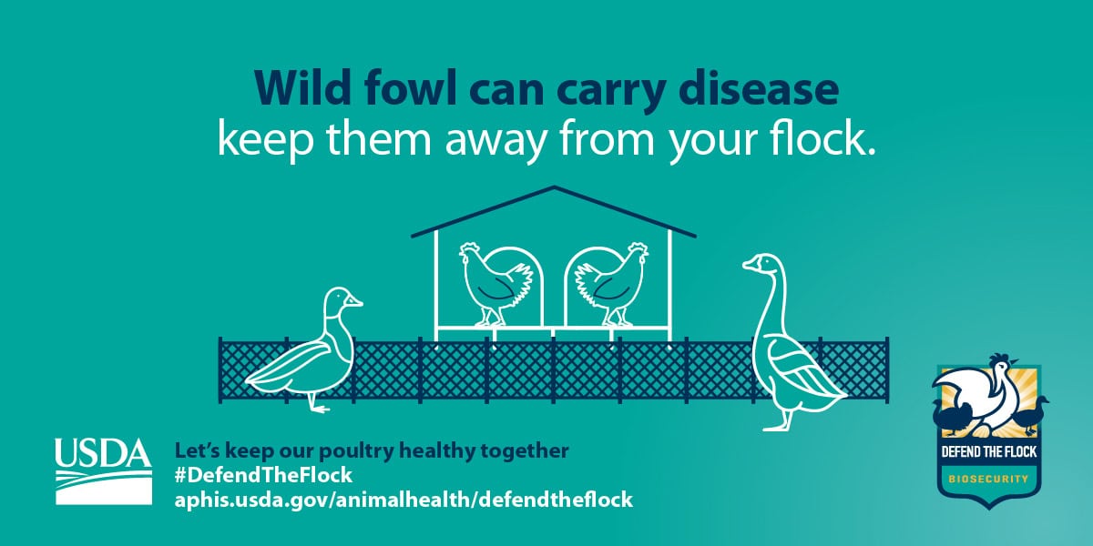 Frequently Asked Questions about Bird Flu in New York State - Cornell ...