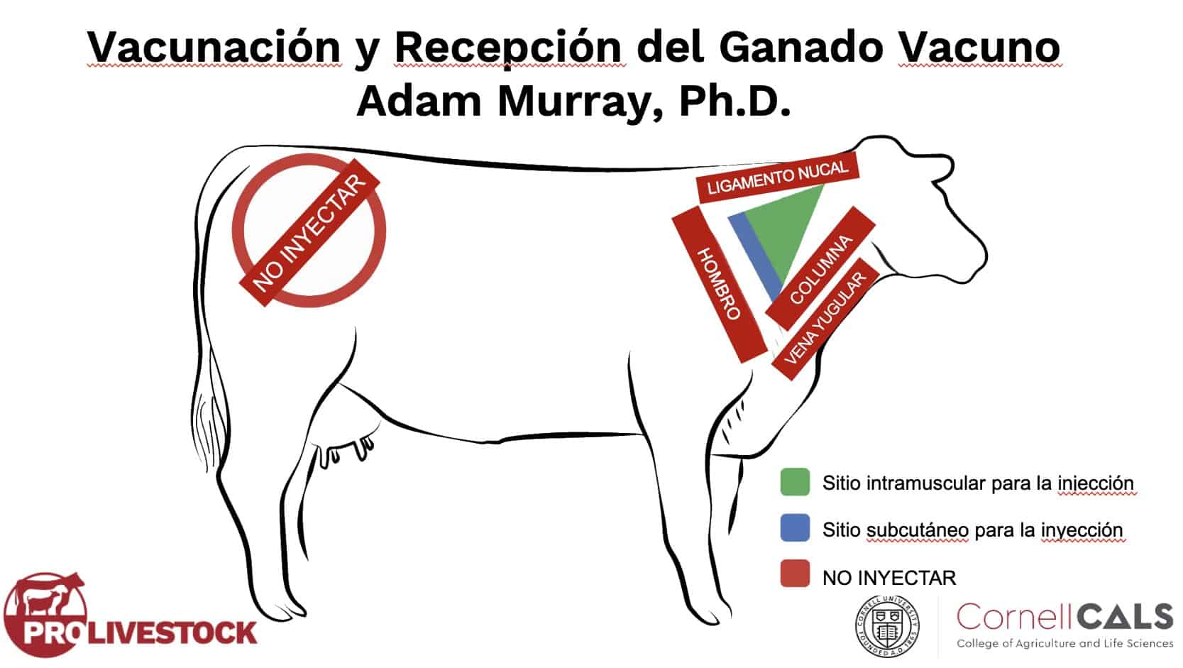 Presentación: Vacunación y Recepción del Ganado Vacuno - Cornell Small ...
